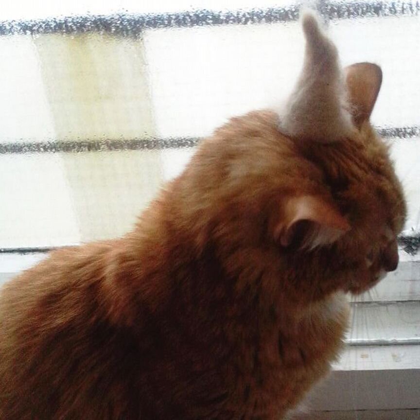 Шапочка для кота кошки из собственной шерсти