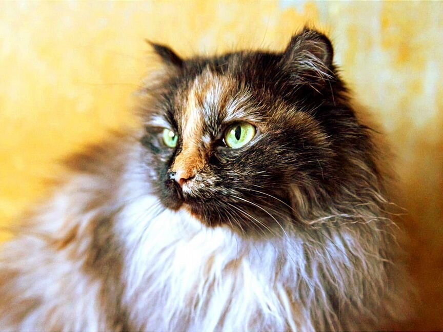 Кошечка Совушка в поисках любящей семьи