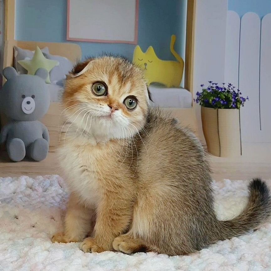 Шотландский вислоухий эксклюзивчик