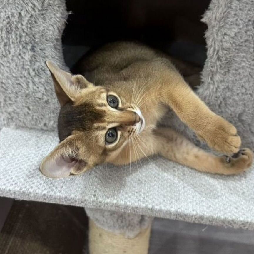 Котик