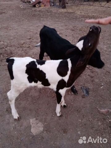 Телята бычки