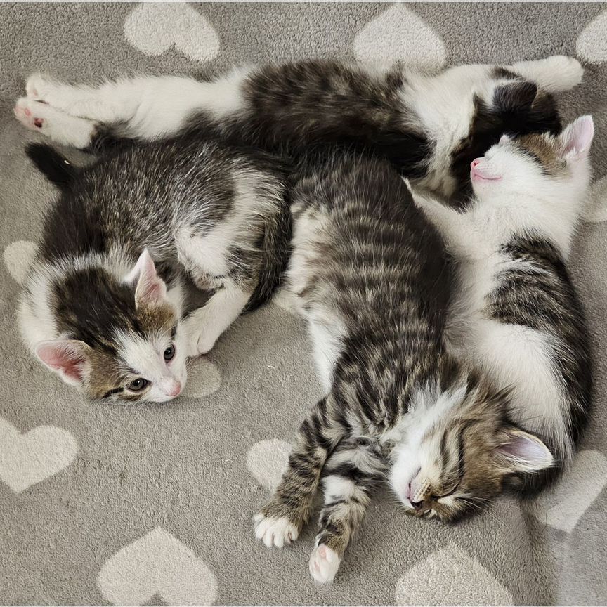 Котята-октябрята