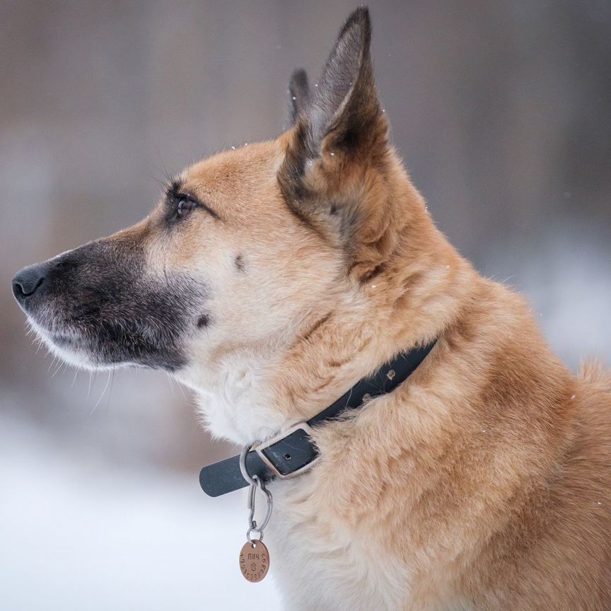 Душевный пёсик грустит без мамы
