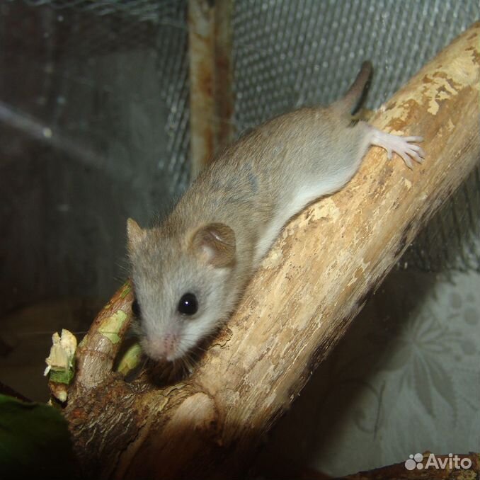 Малыши акациевых крыс