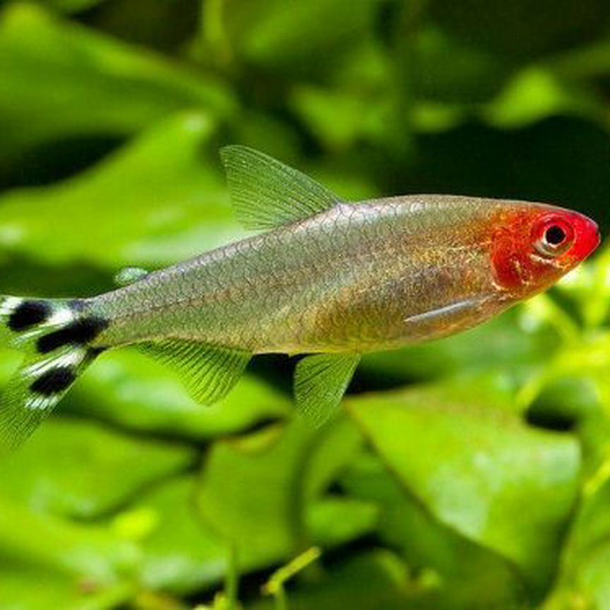 Рыбки родостомус Тетра, в ассортименте магазина