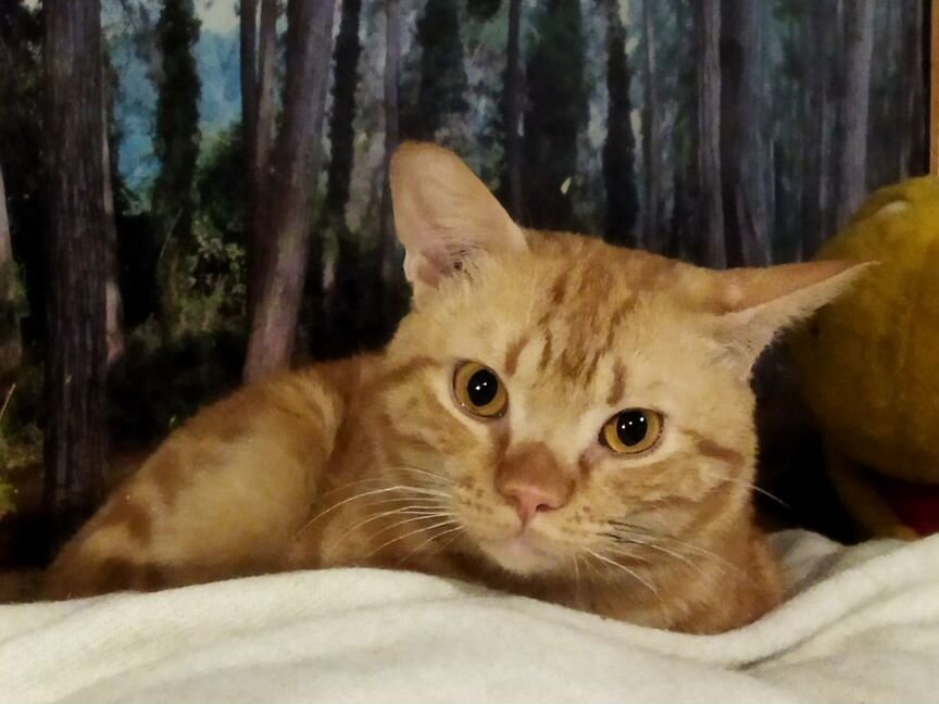 Котики бесплатно