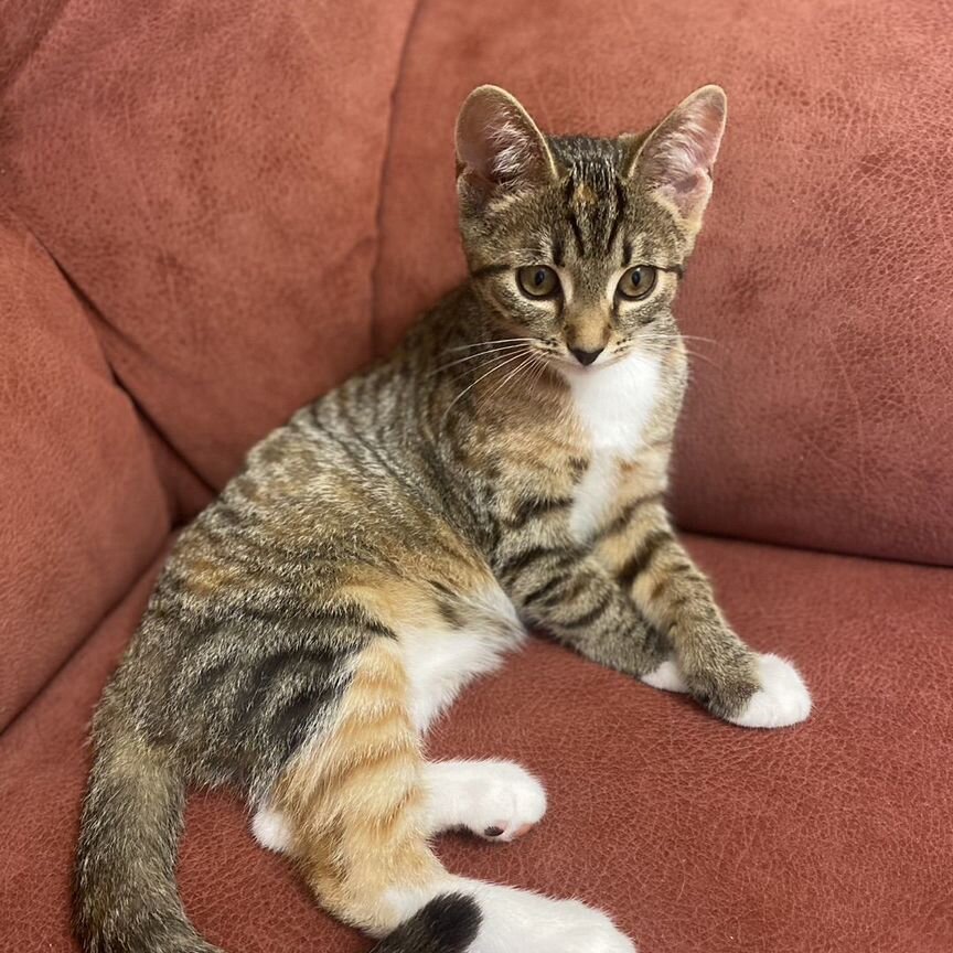 Котенок девочка в добрые руки