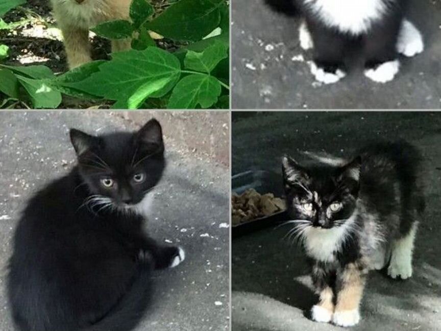 Котята на улице