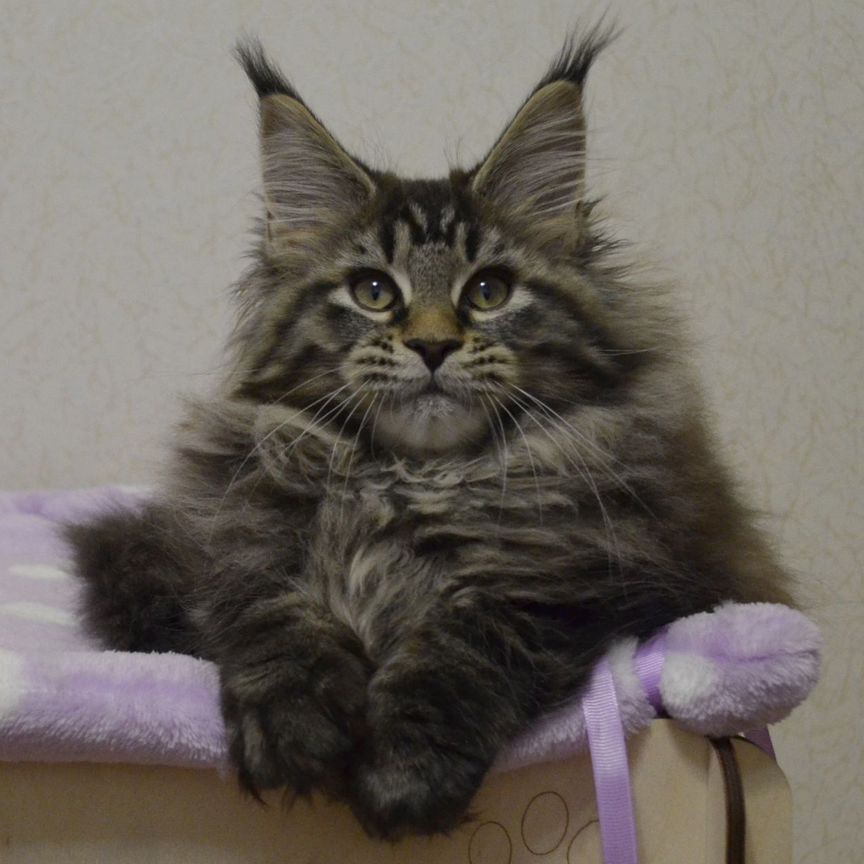 Мейн-кун котёнок