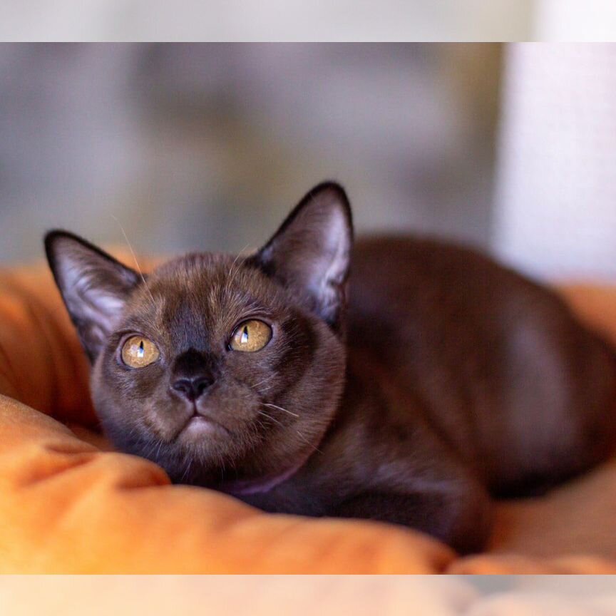 Европейский бурманский котёнок