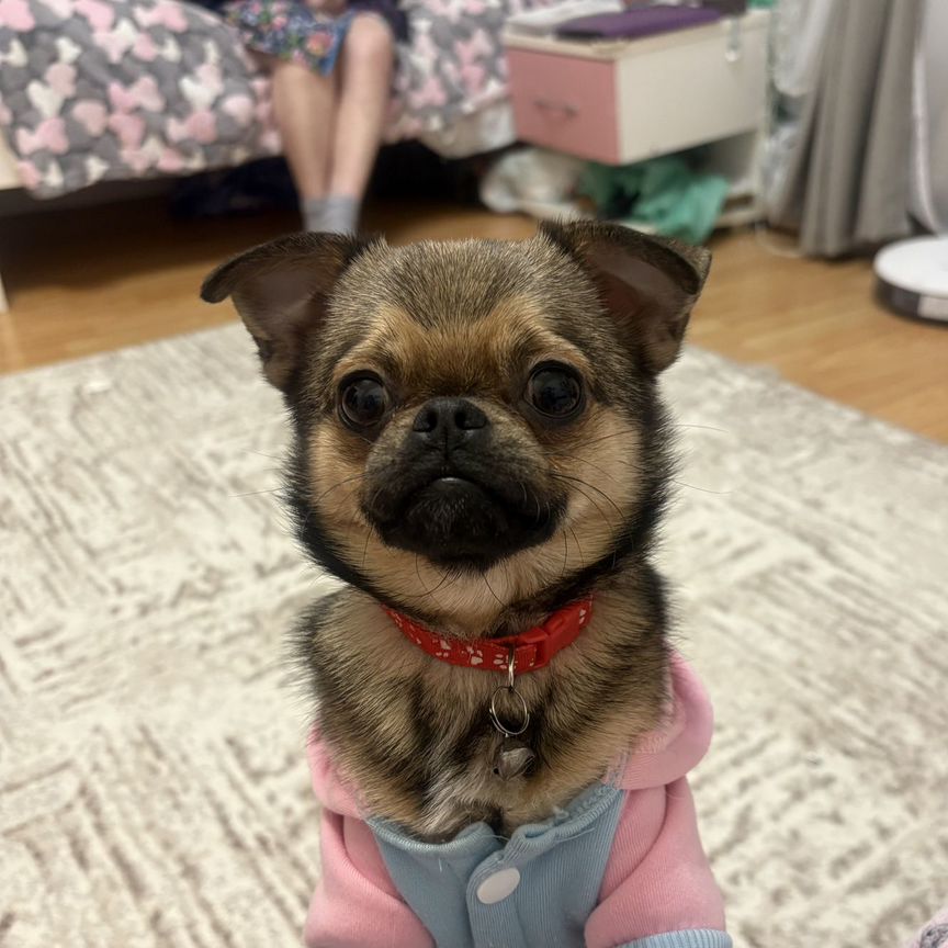 Взрослая собака от частного владельца