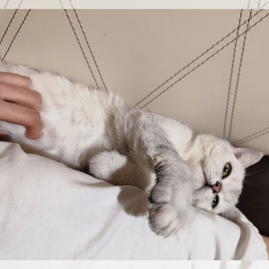 Бурмилла, взрослый кот