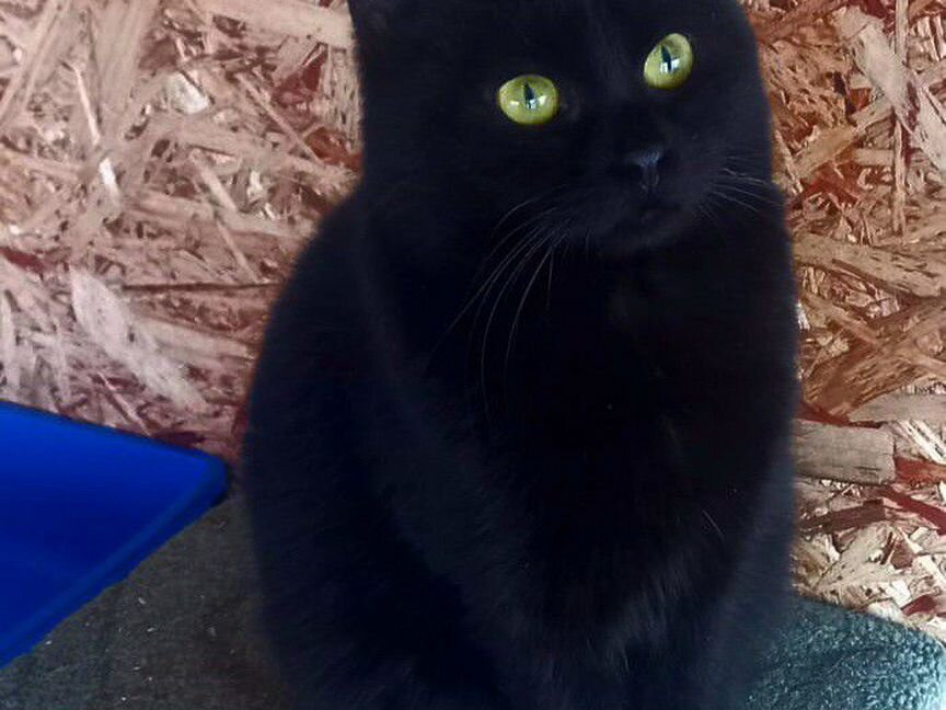 Кошки в добрые руки