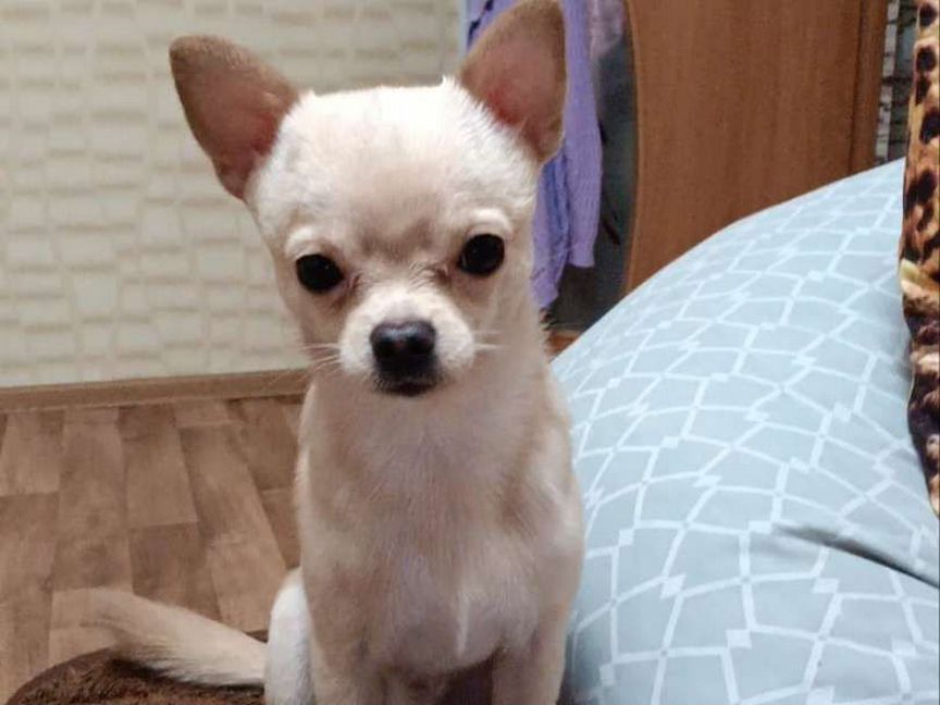 Вязка чихуахуа мальчик