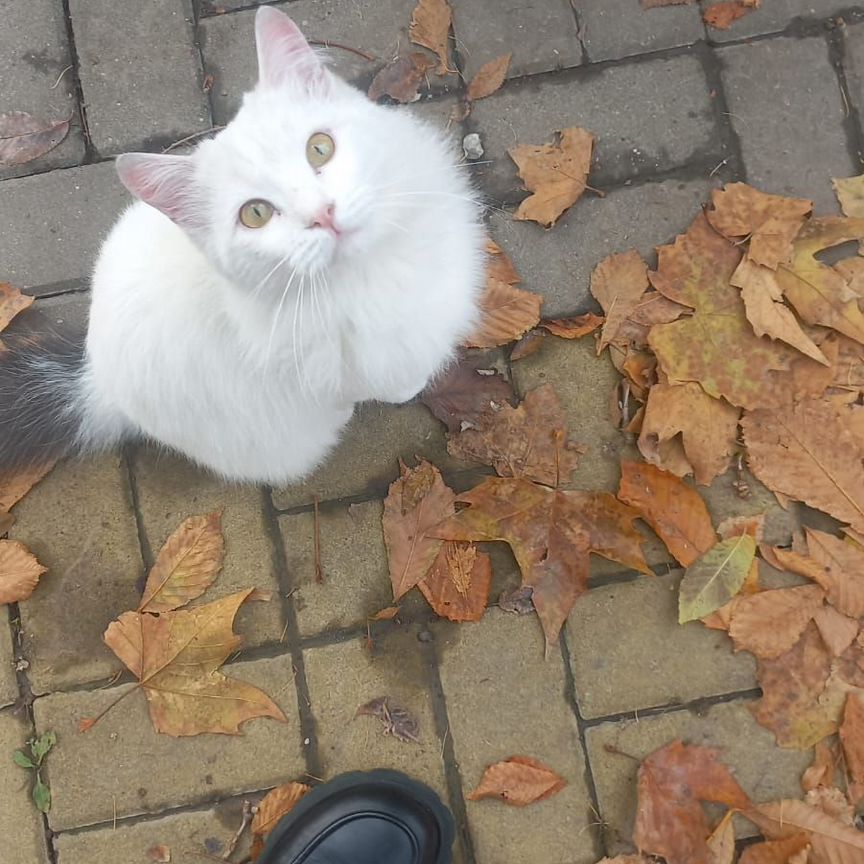 Котик Беляш ищет дом