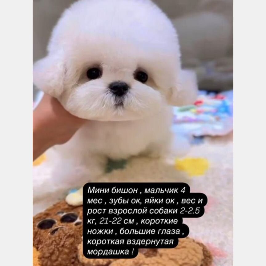 Щенки мини Пушон