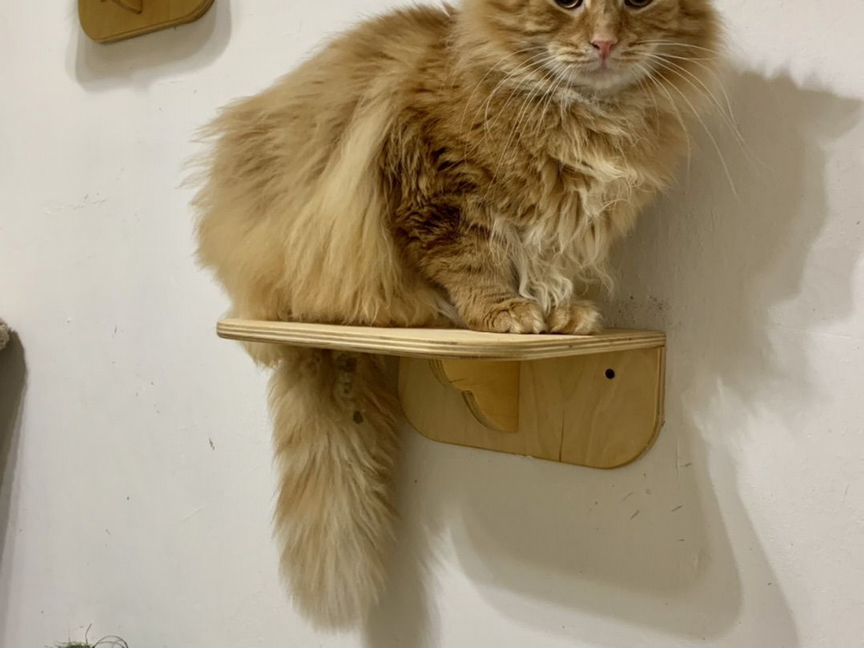 Кот Пушистый Рыжик