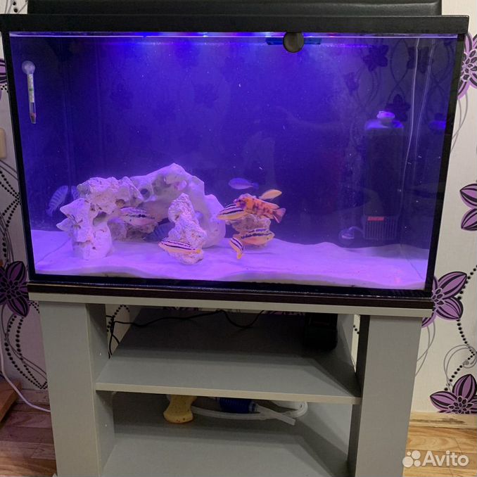 Аквариумные рыбки цихлиды