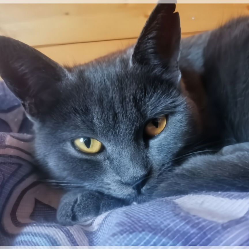 Взрослая, Девочка кошка в добрые руки