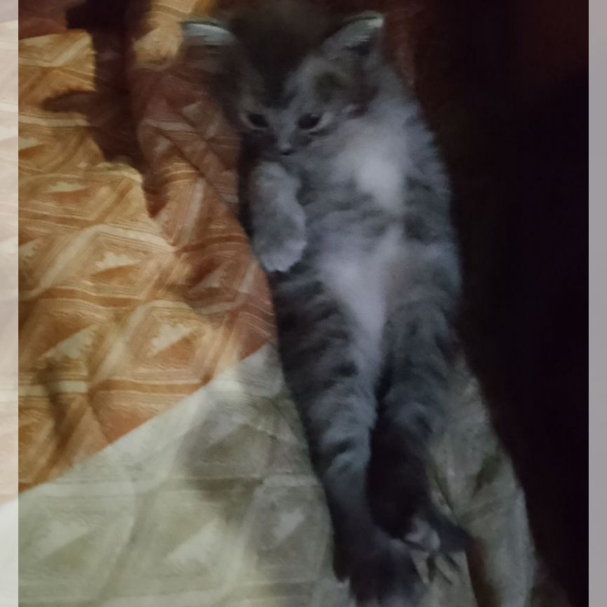 Котёнок в добрые руки