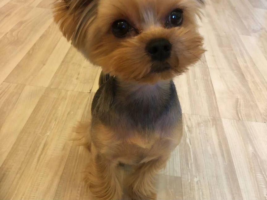 Йоркширский терьер вязка мальчик