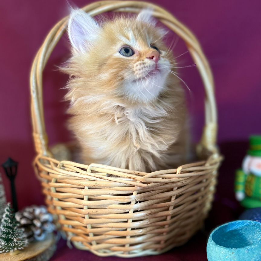 Курильский бобтейл длинношёрстный котёнок