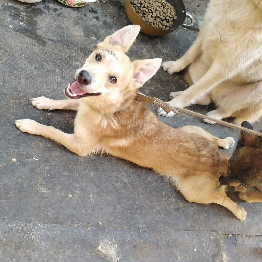 Отдам песика ростом с корги