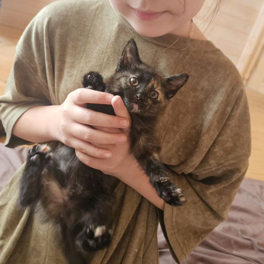 Котёнок в добрые руки