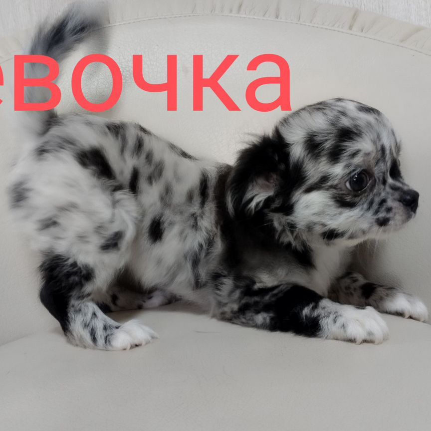 Чихуахуа, щенок