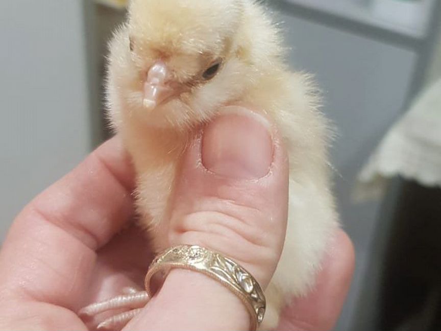 Цыплята породистые