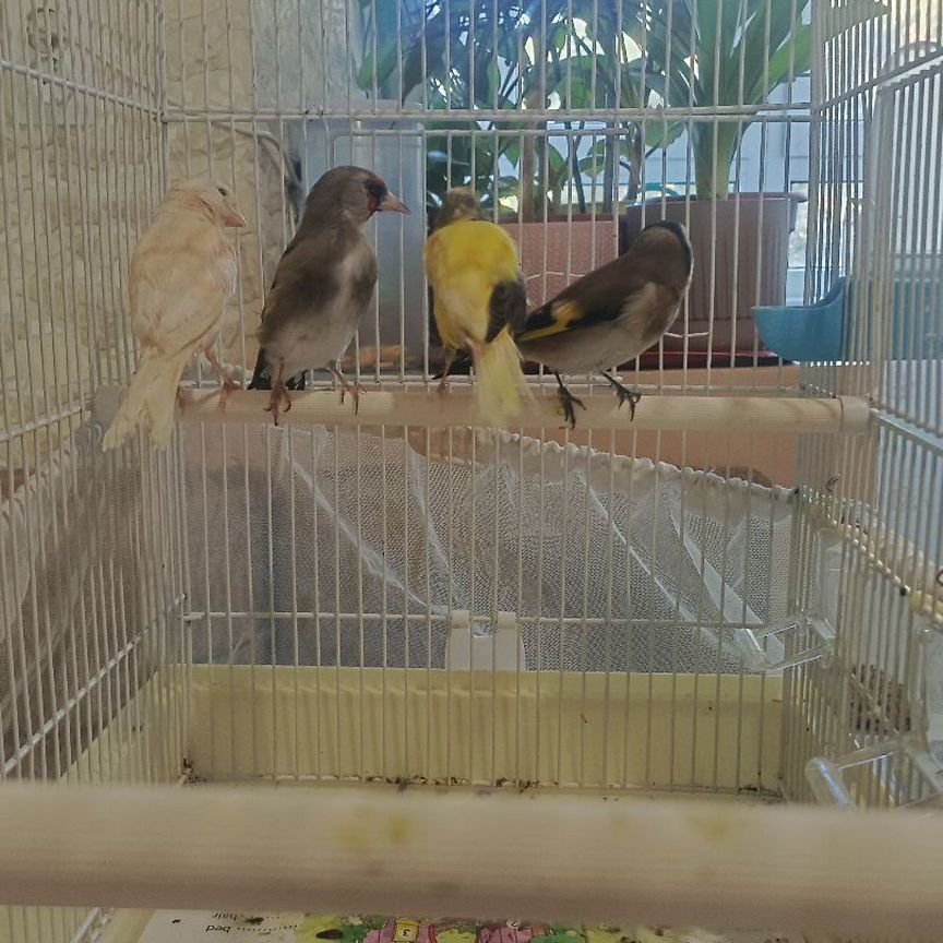 Канарека и щегли