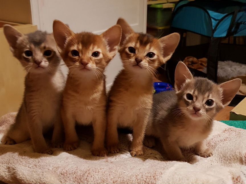 Абиссинские котята