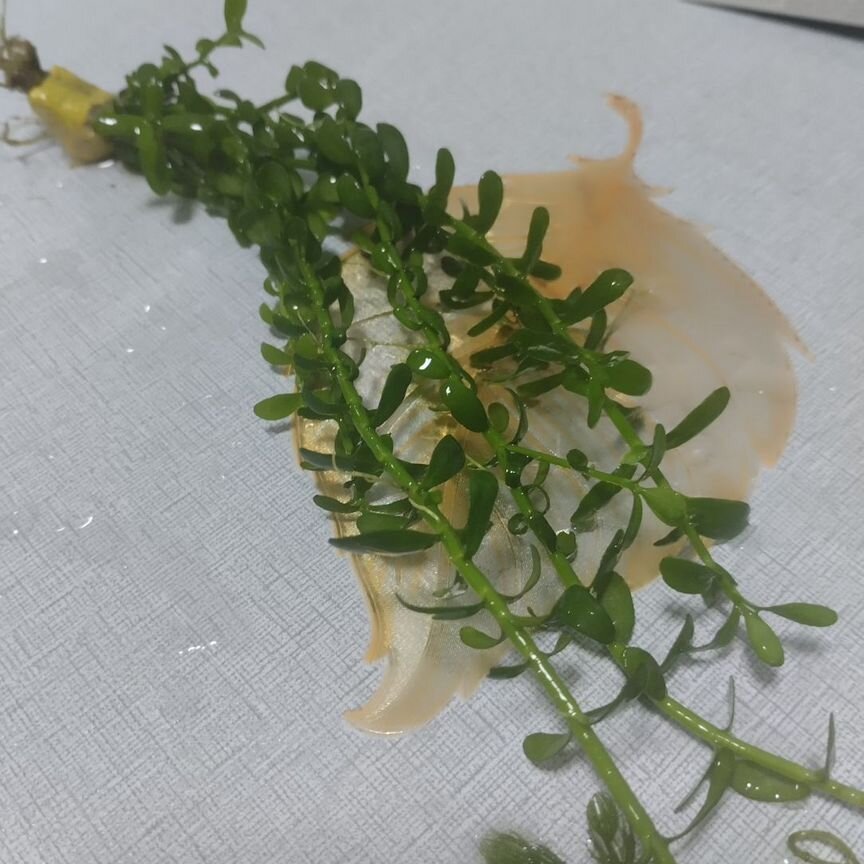 Продам растения, креветок