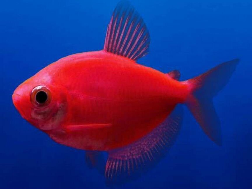 Тернеция Глофиш Glo-fish красная