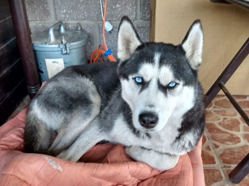 Хаски потеряшка