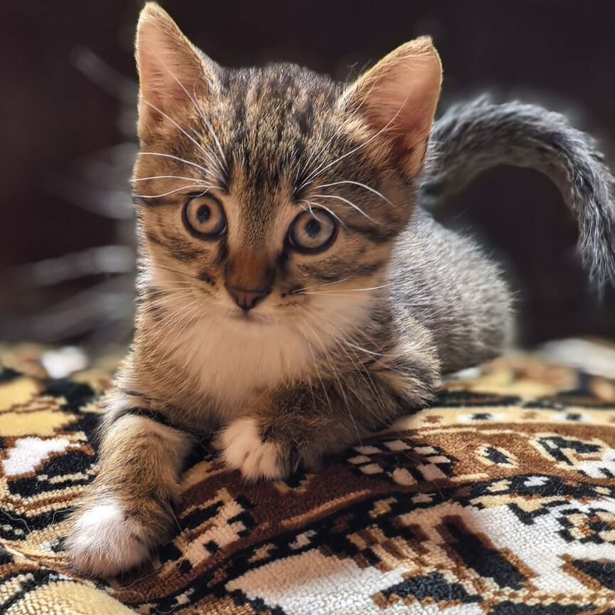 Котёнок в добрые руки
