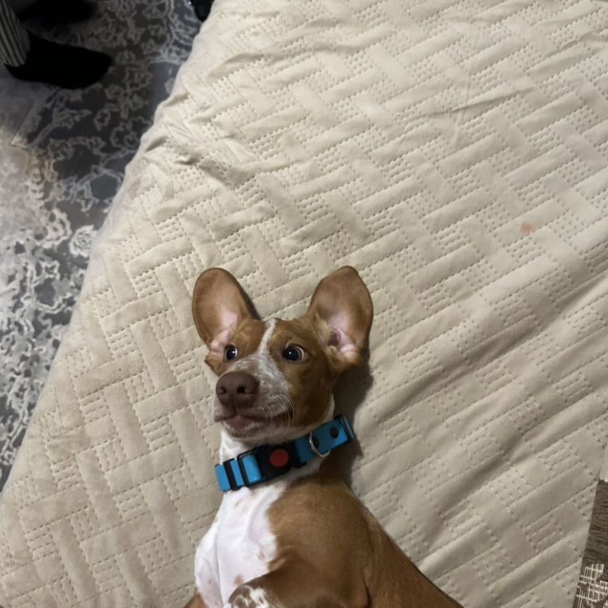 Такса стандарт