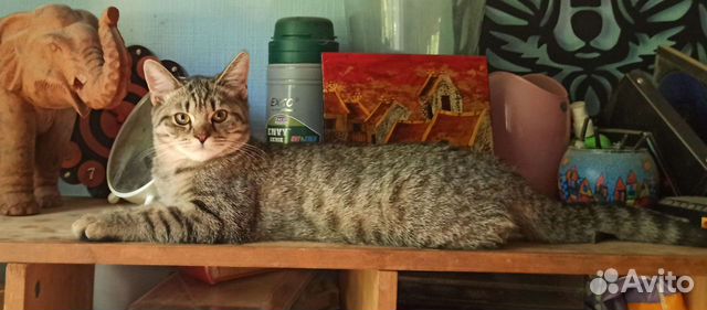 Британские котята