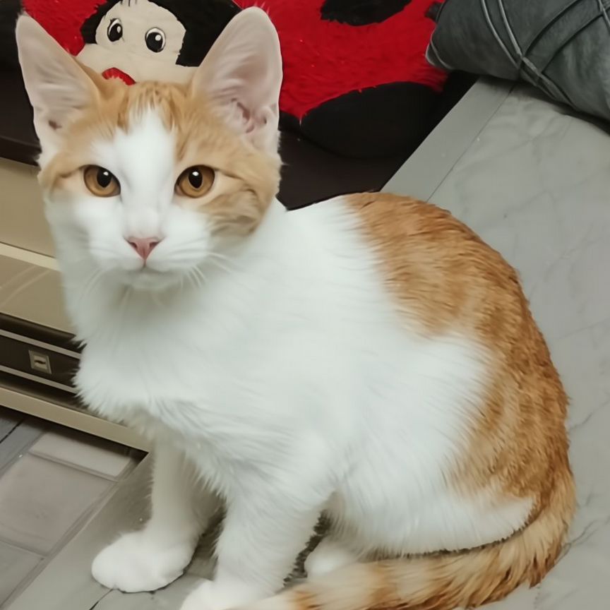 Котёнок в добрые руки