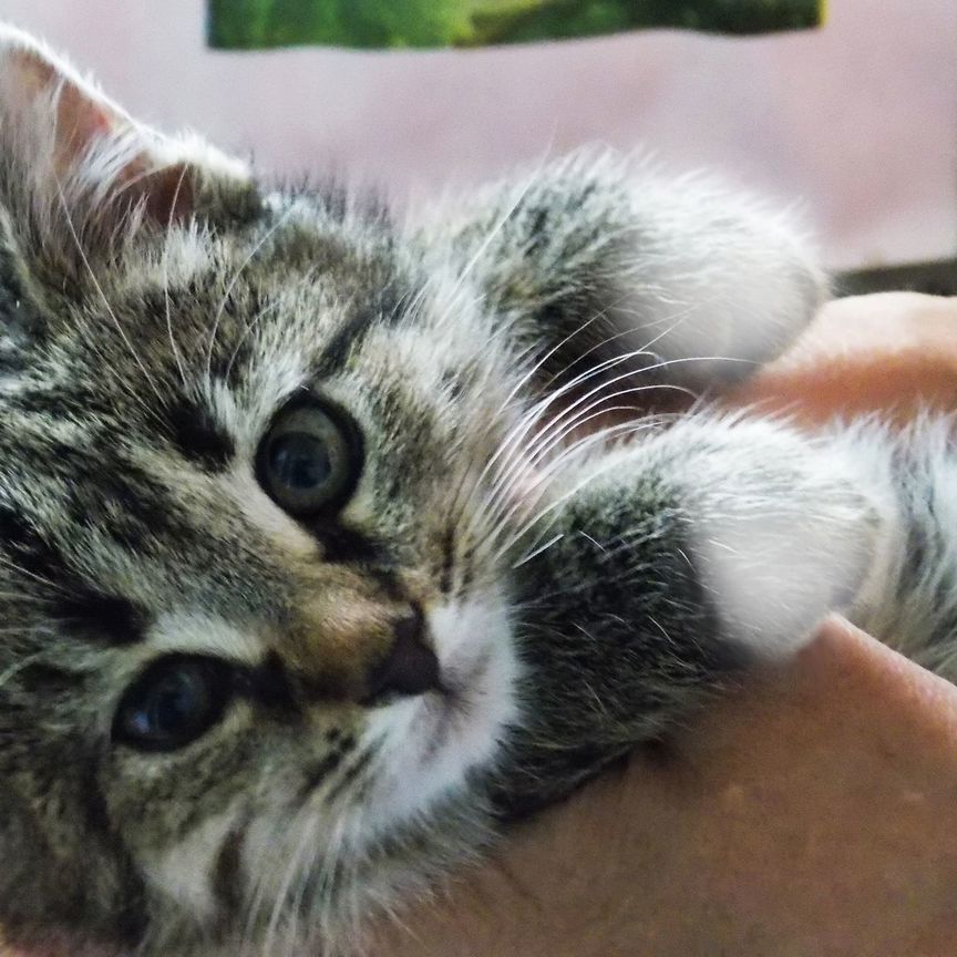Котенок мальчик 2 месяца