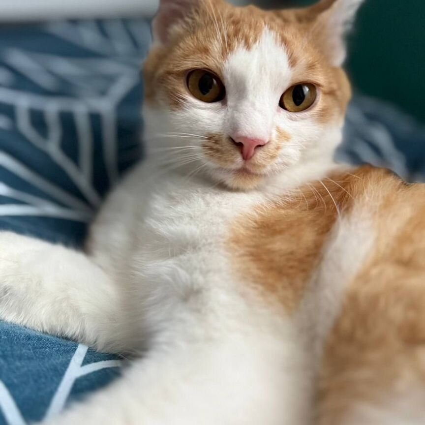 Котик 7 месяцев Рыжуля в добрые руки
