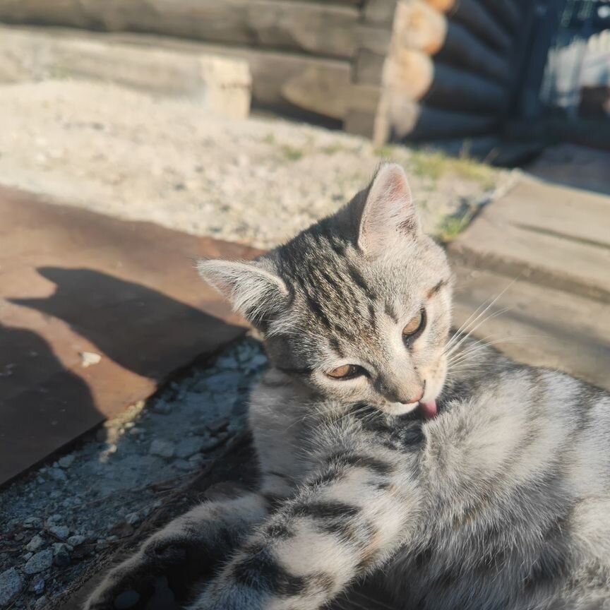 Котенок котейка котейка котёнок котейка