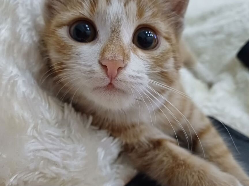 Рыжий котенок девочка 2 месяца