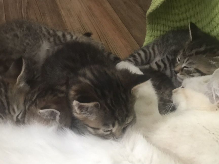 Котяты ,мама египитская мау и тайский помесь