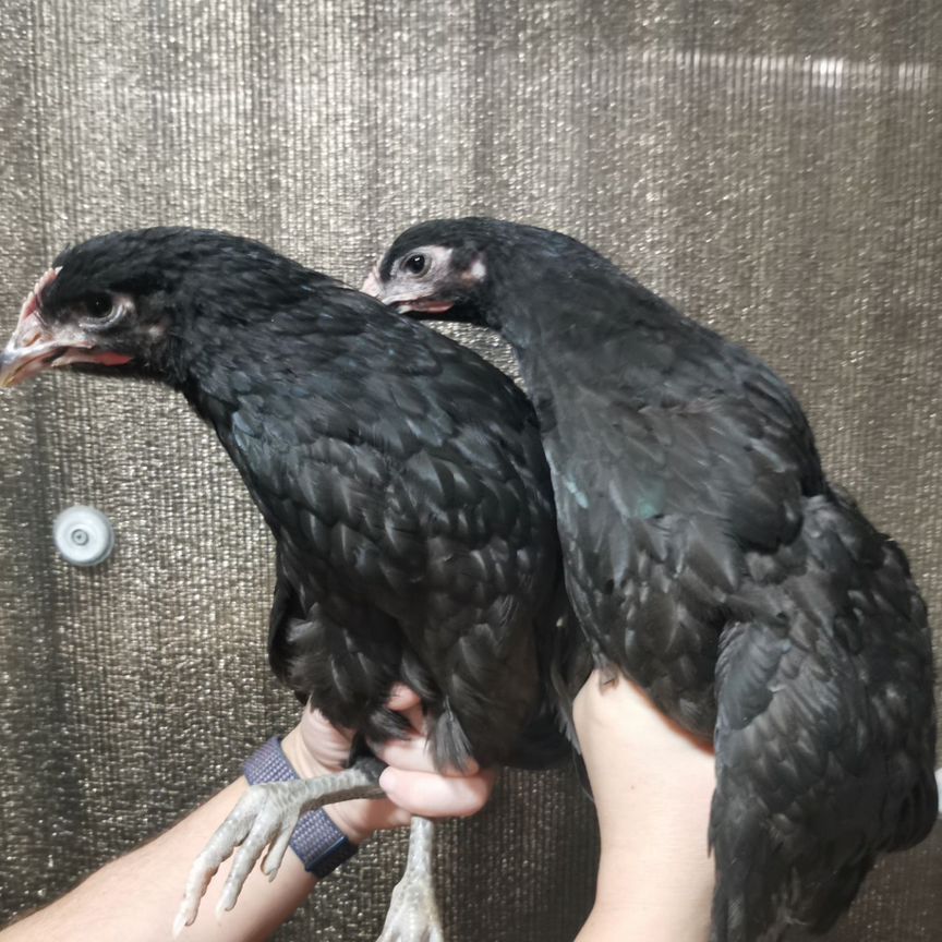 Джерсийские гиганты