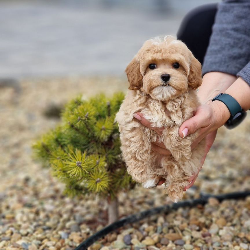 Девочка мальтипу мини