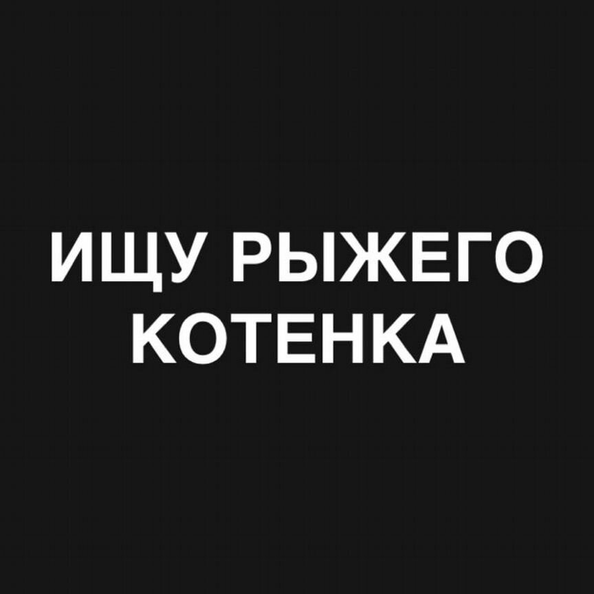 Ищу рыжего котенка