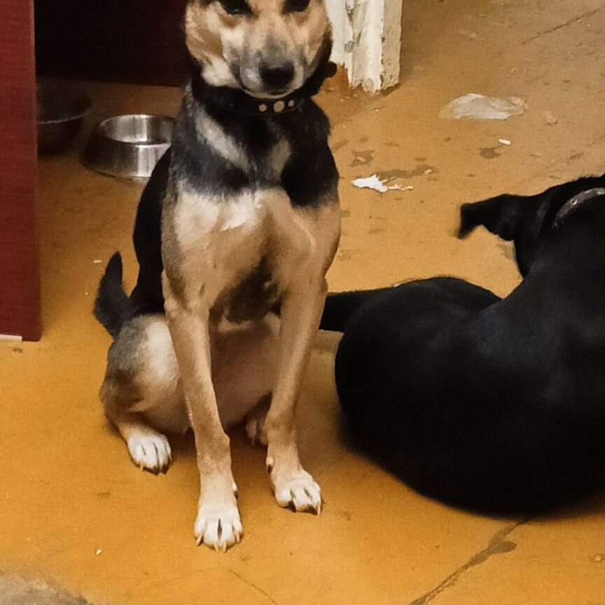 Собака девочка, в добрые руки