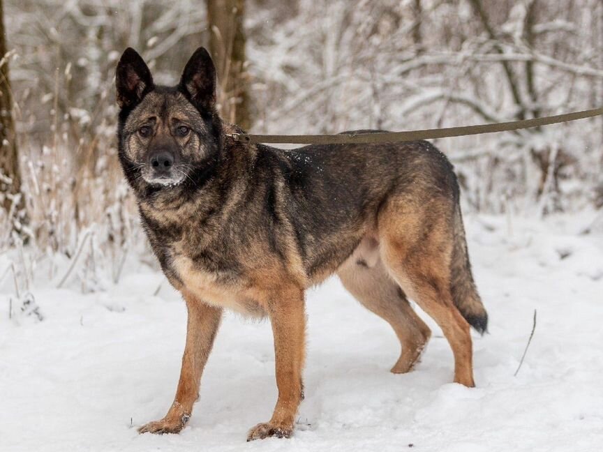 Отдам собаку по имени Потап в добрые руки
