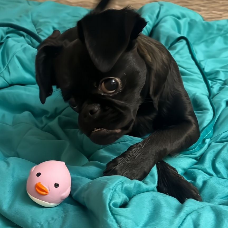 Пти-брабансон, щенок